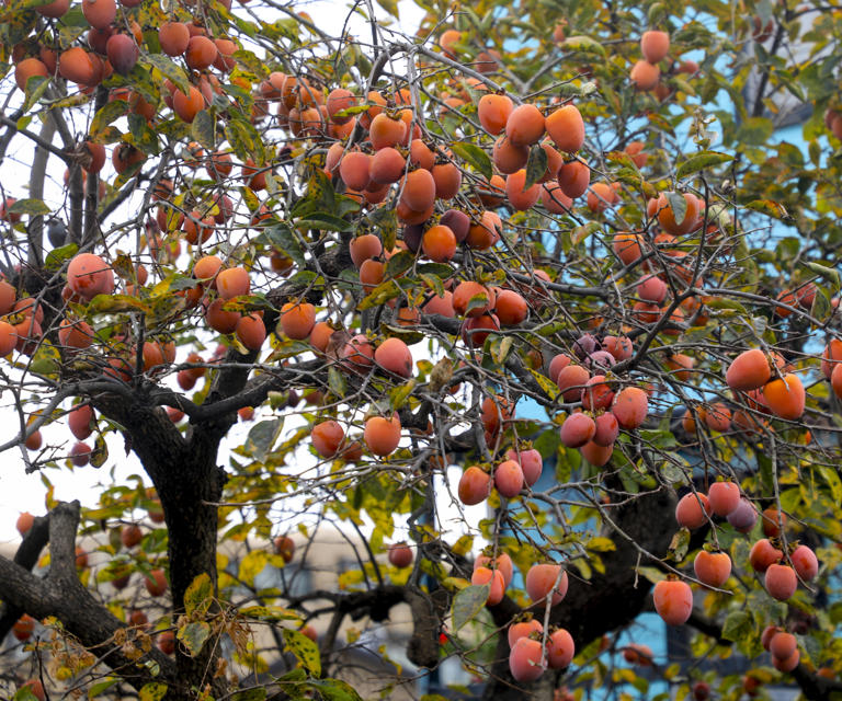 How to get a persimmon tree to fruit – gardening experts say doing ...