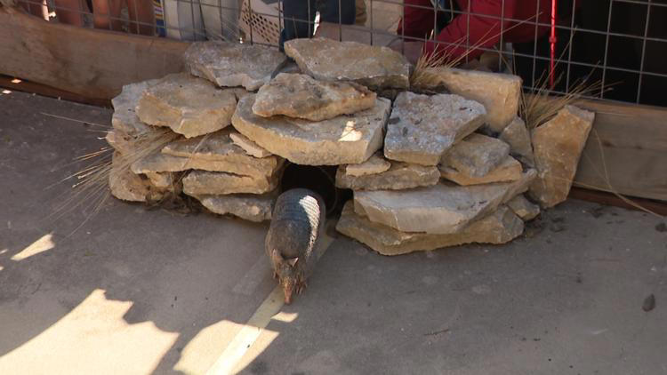 Texas armadillo Bee Cave Bob defies groundhog with early spring prediction