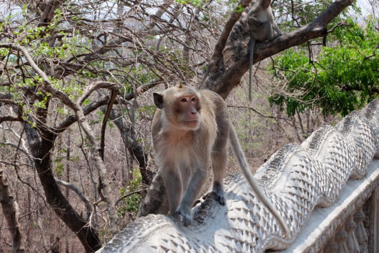 CITES secretariat urges suspension of Cambodian long-tailed macaque trade