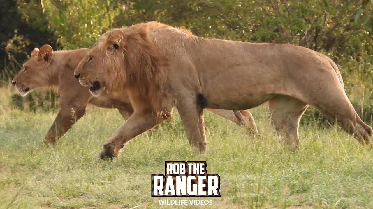 Buffalo herd disturbs lions on Zebra Plains safari