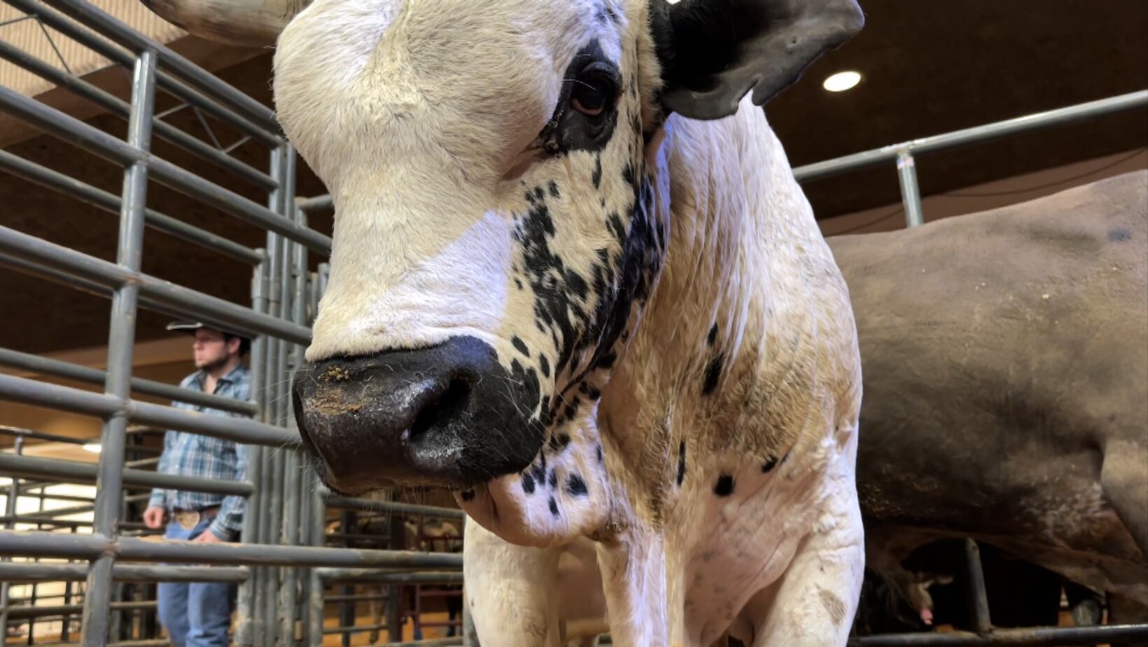 PCA Rodeo Finals reach final day, wrapping up 30th anniversary in Biloxi