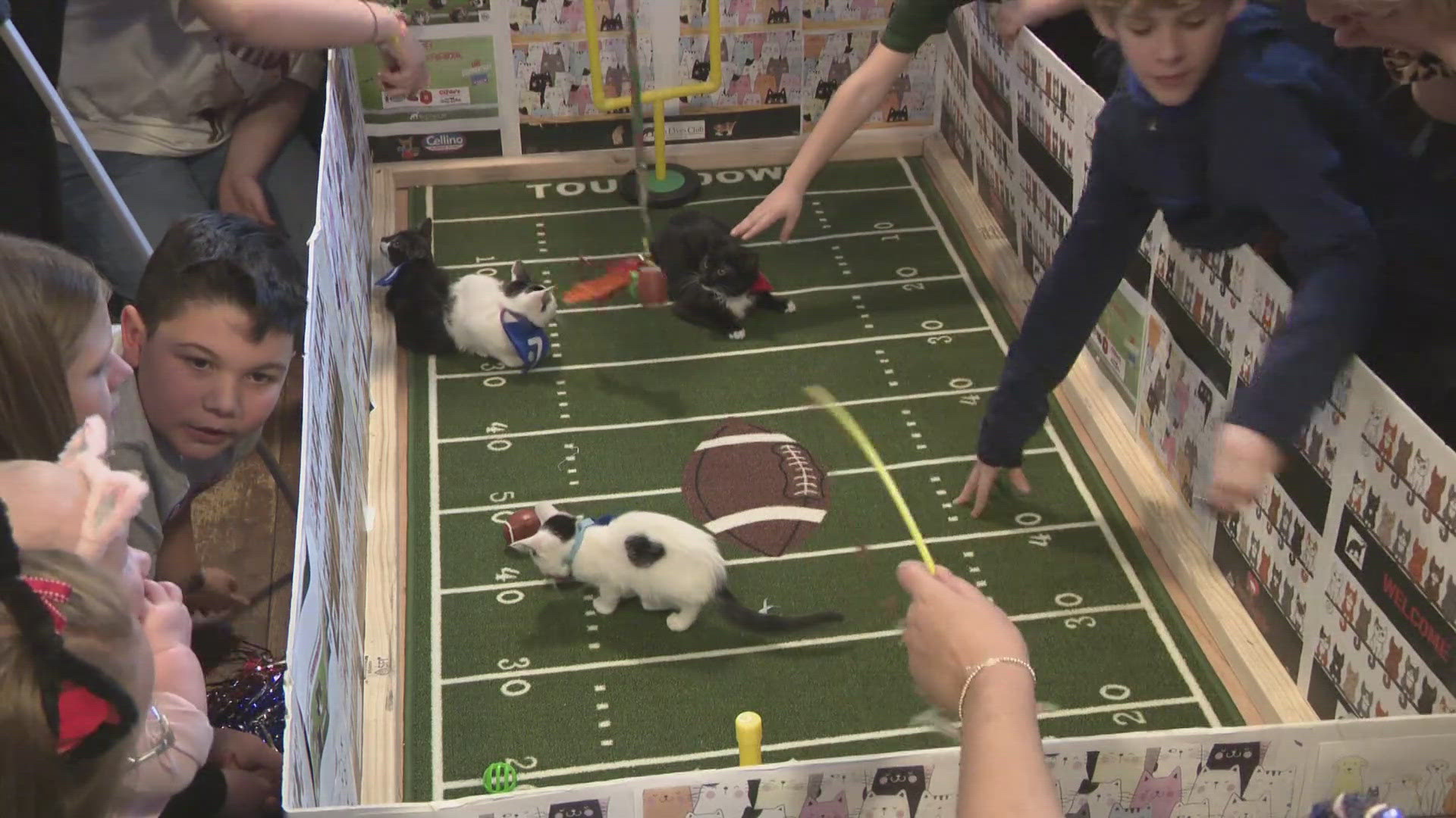Ten Lives Club hosts 'Kitten Bowl'