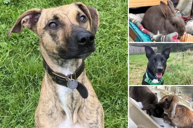 5 pets from RSPCA Solent who are on the lookout for their forever homes