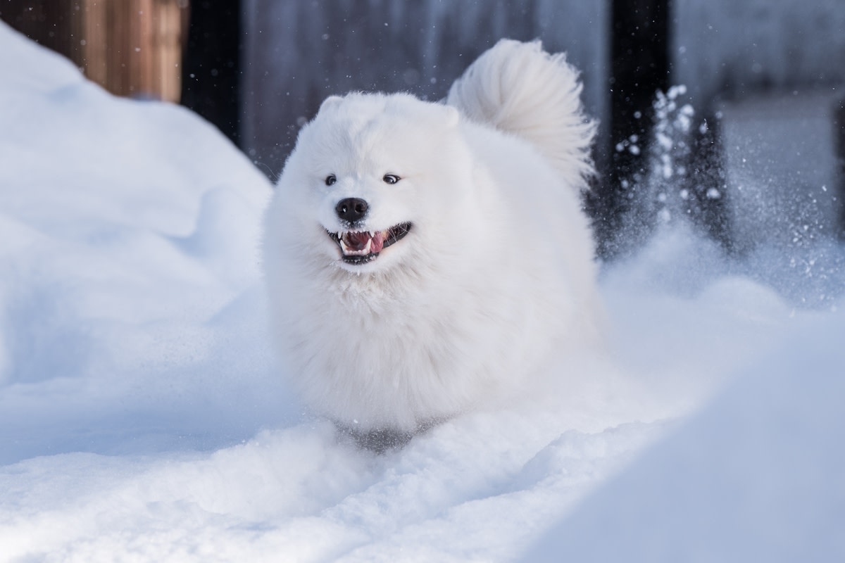 Samoyed Transforms Into Cutest Little Lamb After Epic Roll in the Snow