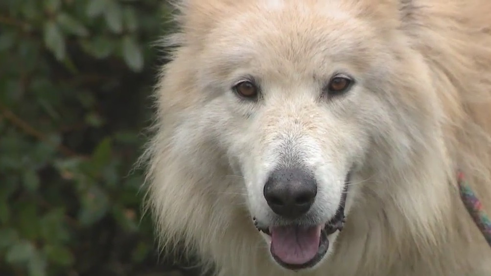 Wolf Dog Pack Wreaks Havoc in South Natomas