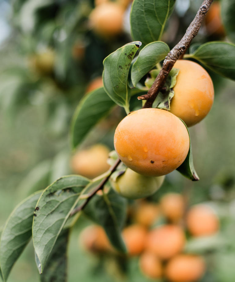 How to get a persimmon tree to fruit – gardening experts say doing ...