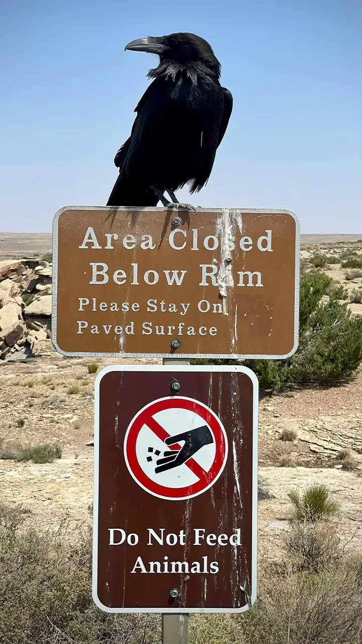 Ravens in culture and myth explained