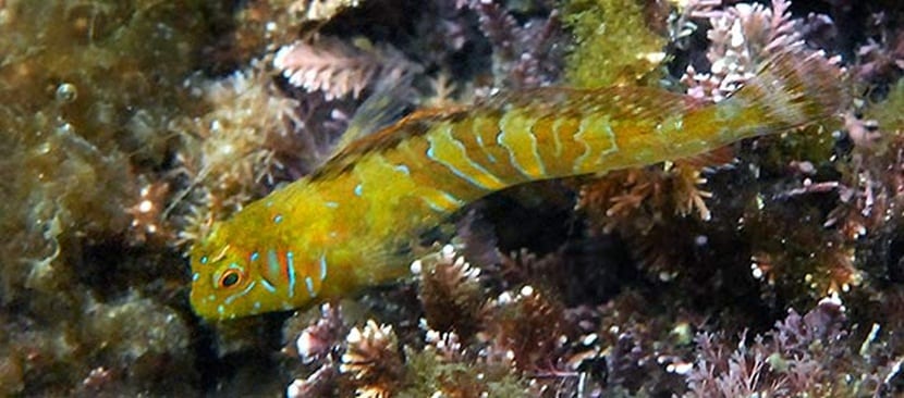 Características Detalladas y Hábitat del Pez Dormilón: Todo lo que ...