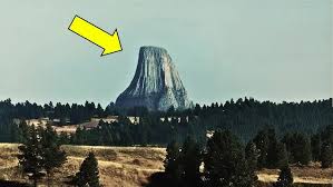 Scientists Find Bones Inside the World's Largest Tree