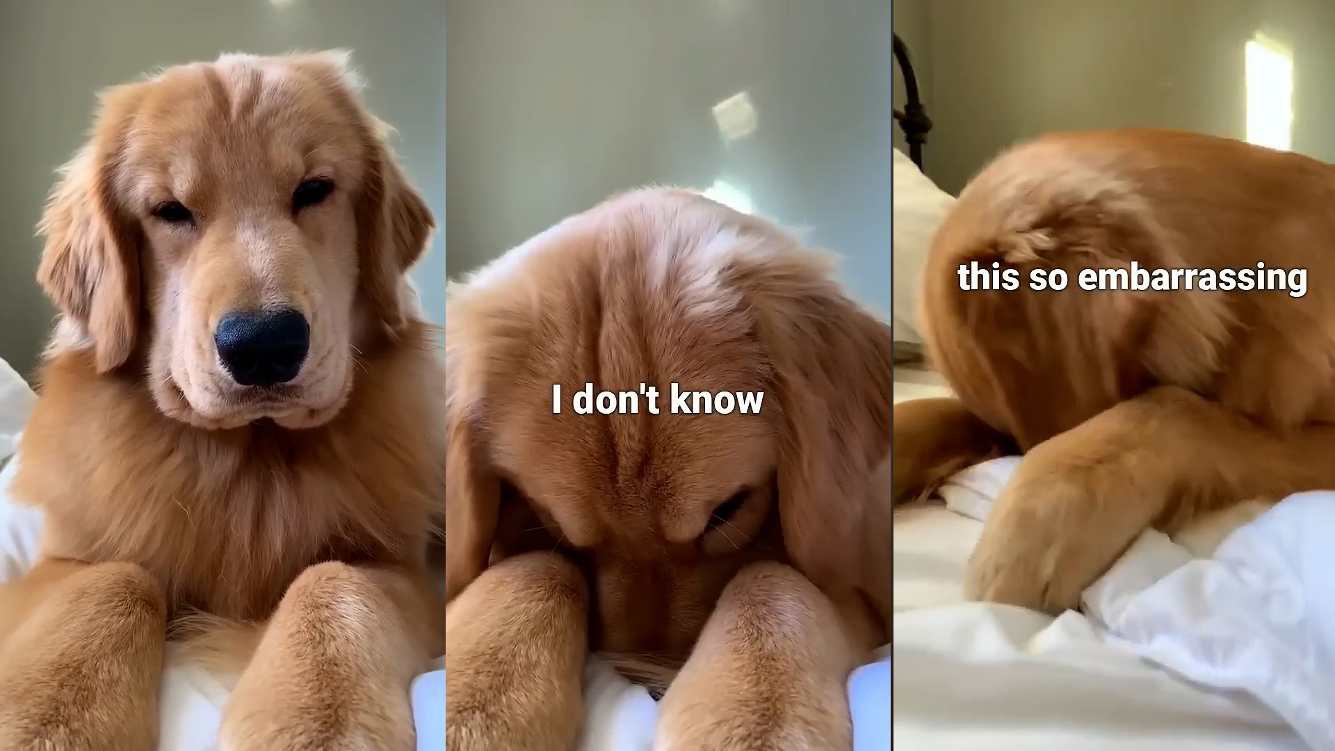 Funny Embarrassing Dog Reaction