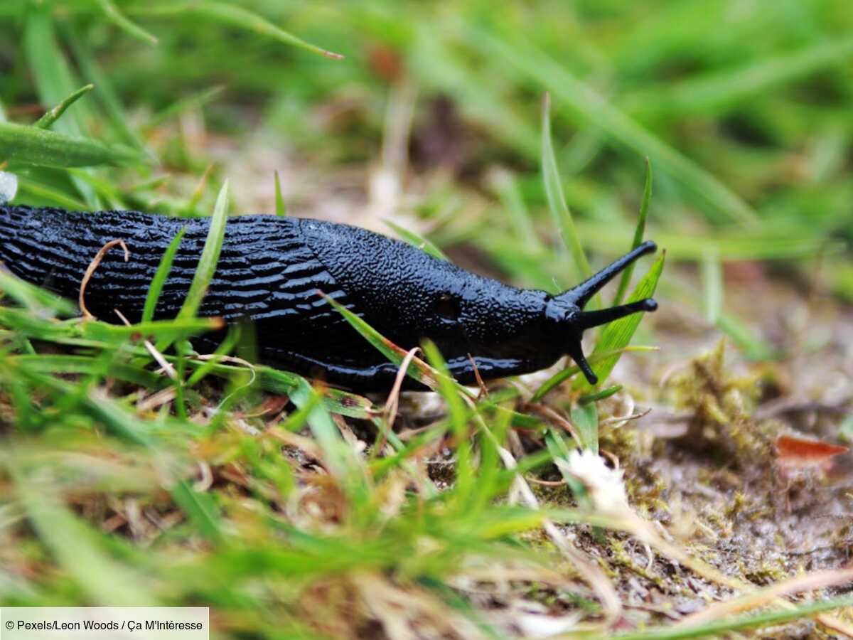 Quelles espèces chassent la limace