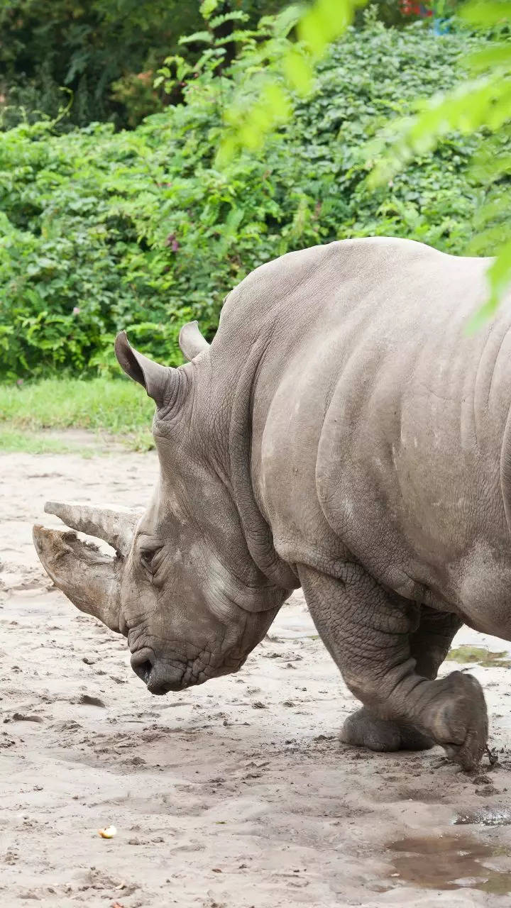 8 most heavy animals that walk on Earth today