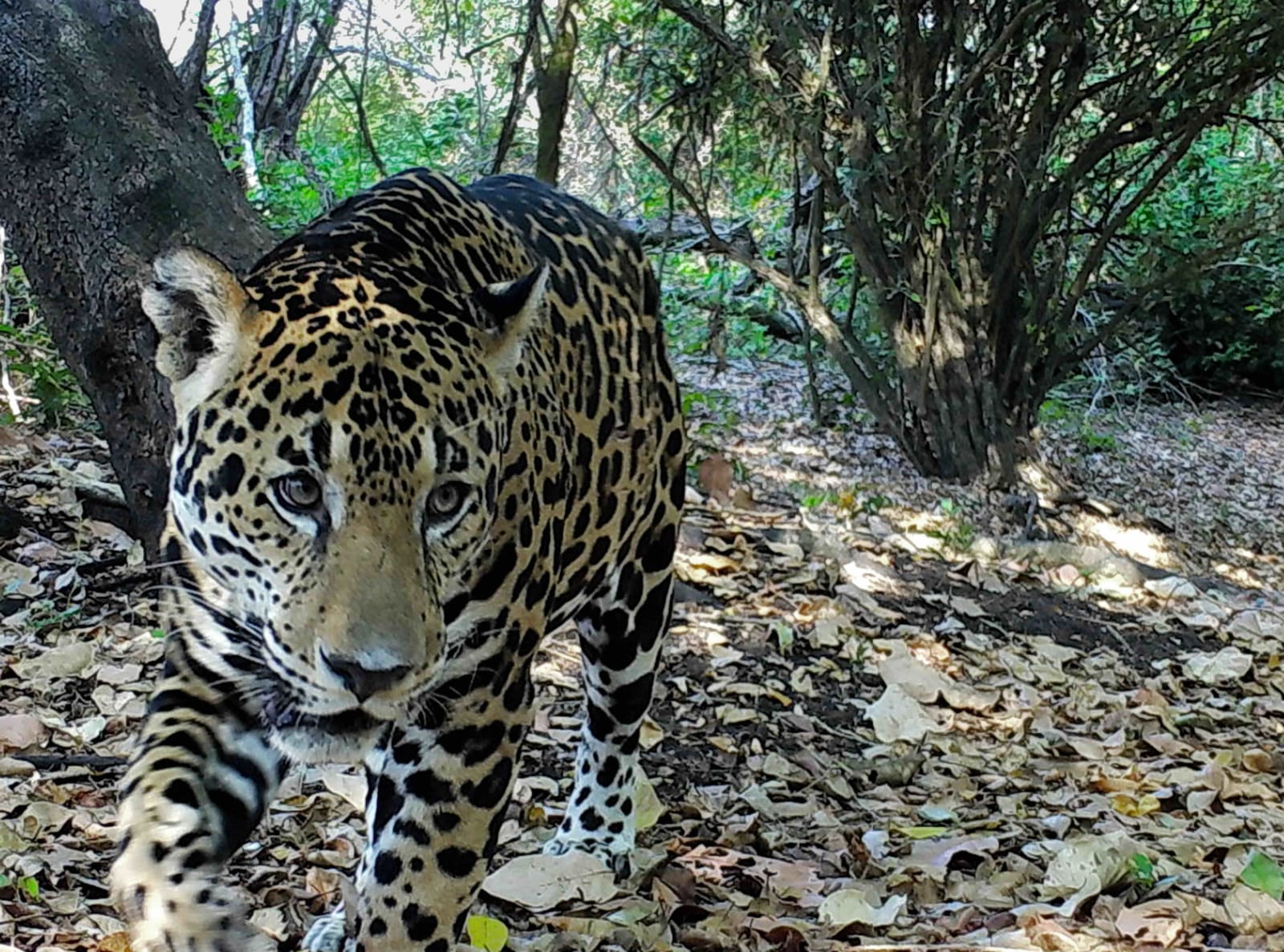 Agriculture, illegal ranching and roads threaten the jaguar in Mesoamerica