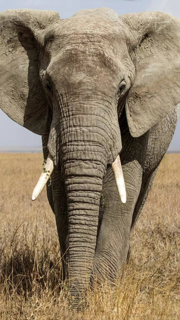 8 most heavy animals that walk on Earth today