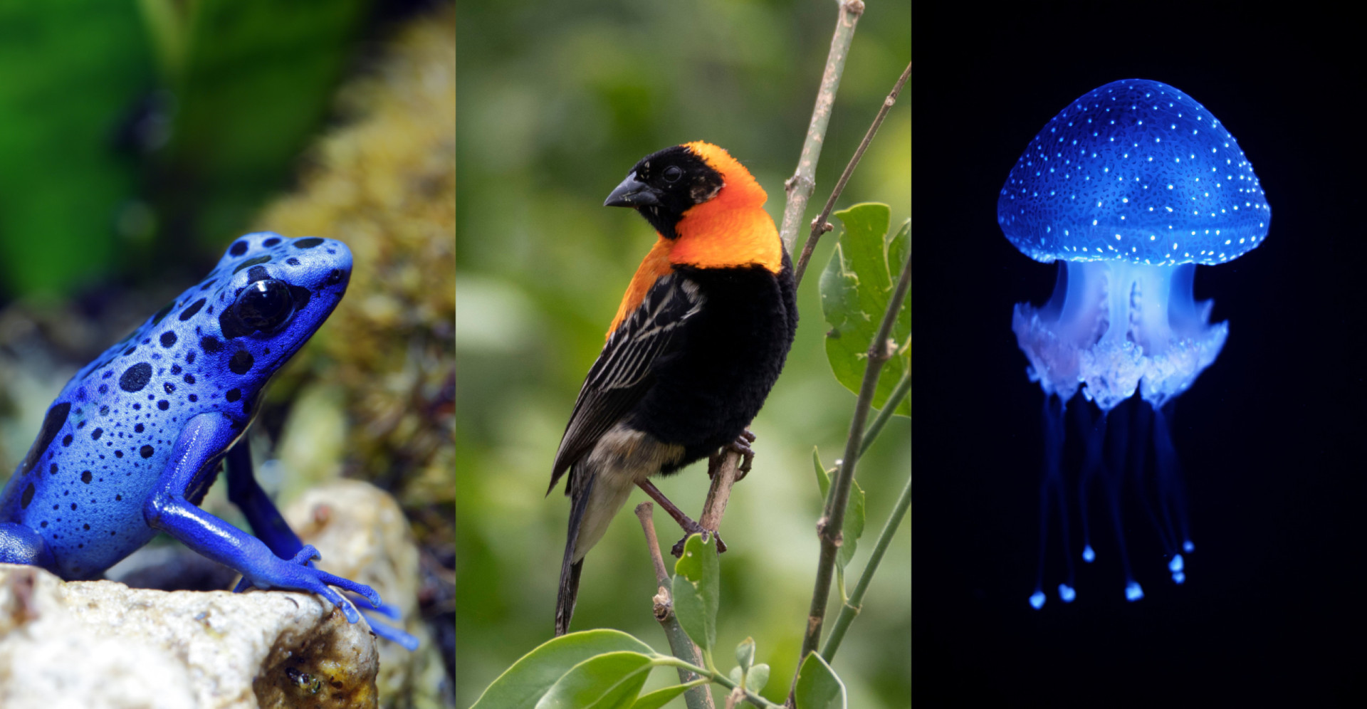 Meet the world's most poisonous animals