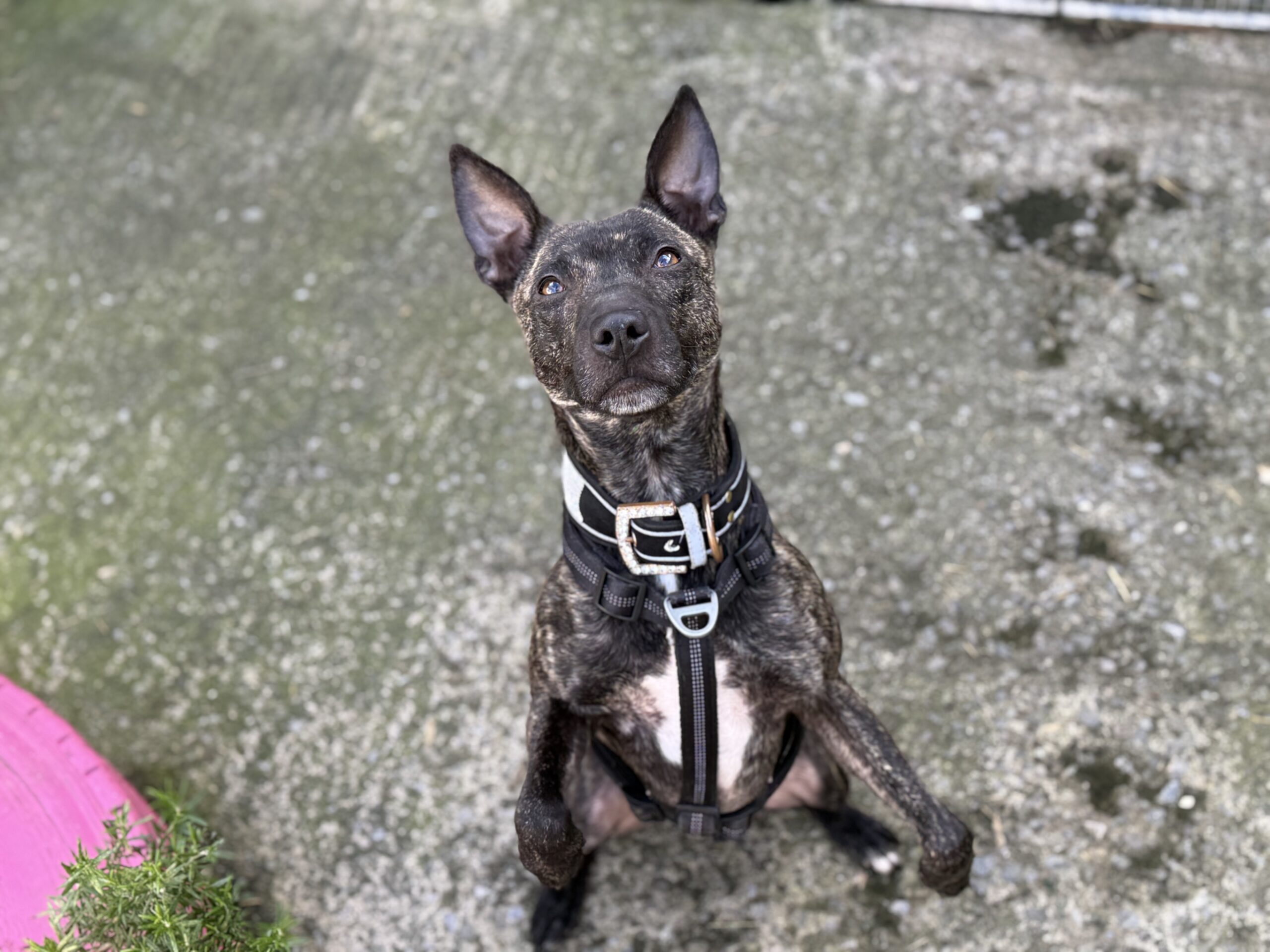 These 7 sweet dogs and puppies at the Bristol Animal Rescue Centre are ...