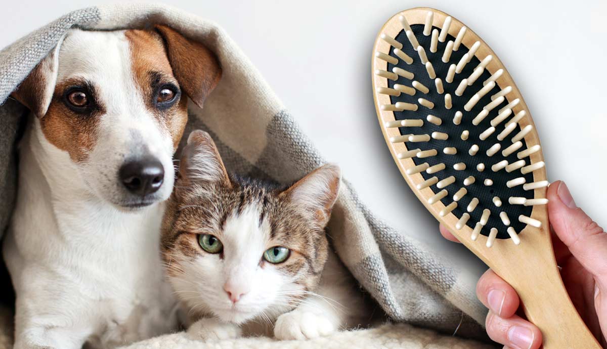 Best At Home Grooming Tips for Your Pet