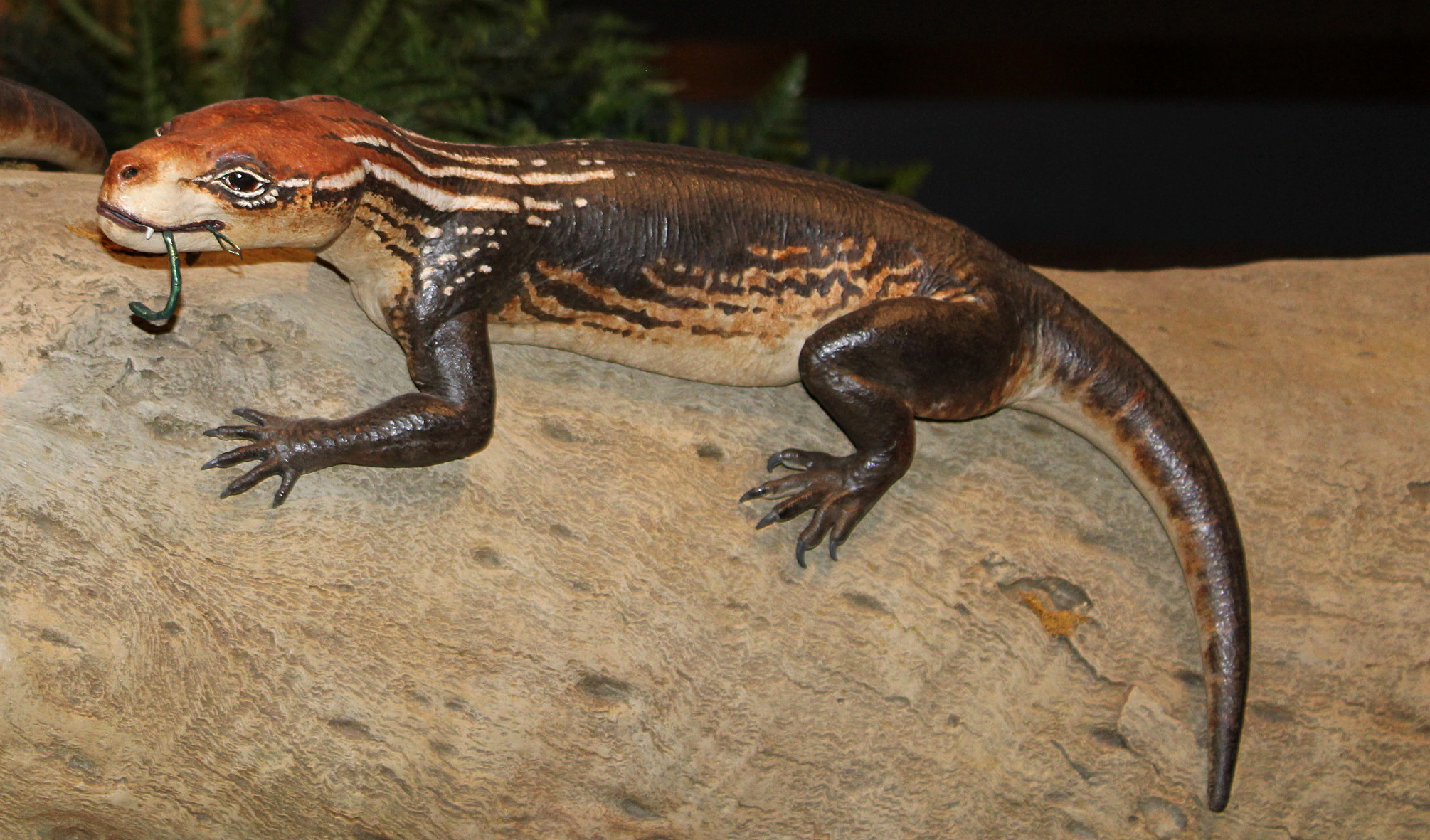 Dreams and discoveries: how a young fossil enthusiast is shaping ...