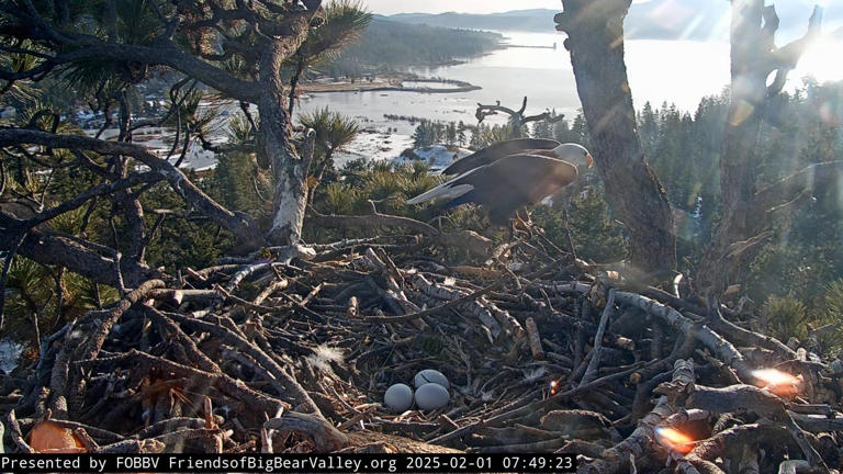 Bharat Biotech arm Biovet gets CDSCO nod for lumpy skin disease vax for ...