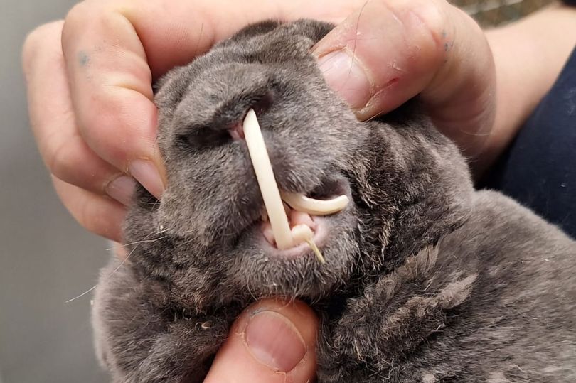 'Tusk teeth' left adorable rabbit 'days away from certain death'