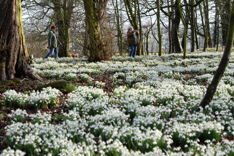 Snowdrop walks: The ‘absolutely beautiful’ Nottinghamshire priory where ...