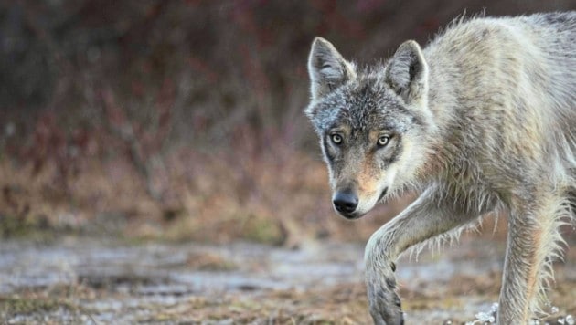 Tierschützer verpassen Salzburg schlechte Noten