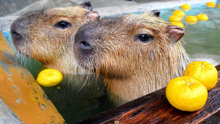 La nouvelle coqueluche: Comment le capybara, plus gros rongeur du monde, a réussi à séduire les ...