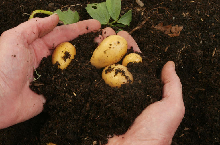A beginner’s guide to growing potatoes