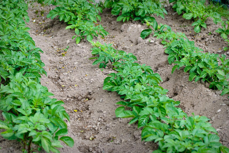 A beginner’s guide to growing potatoes