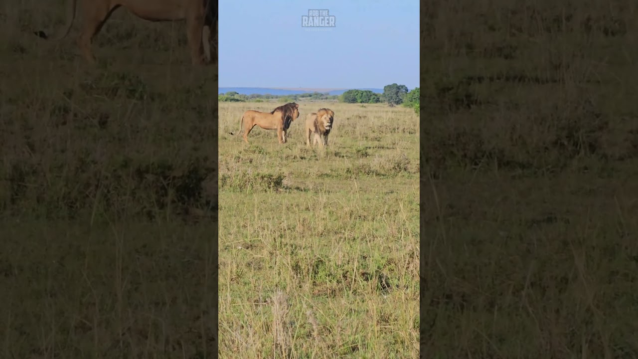 Powerful Male Lions Roam the Savanna, Their Presence Felt by All