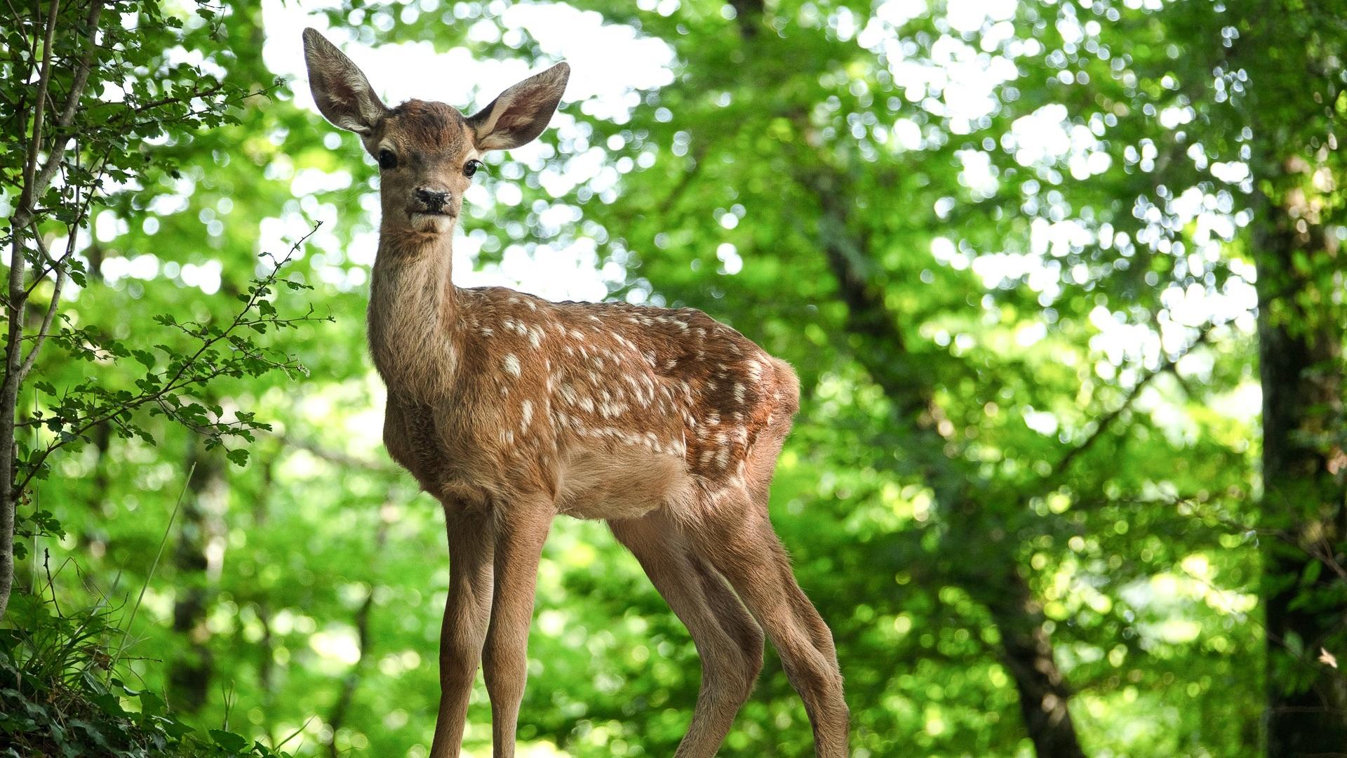 "Bambi"-Trailer zu Realverfilmung: Alle Tiere echt