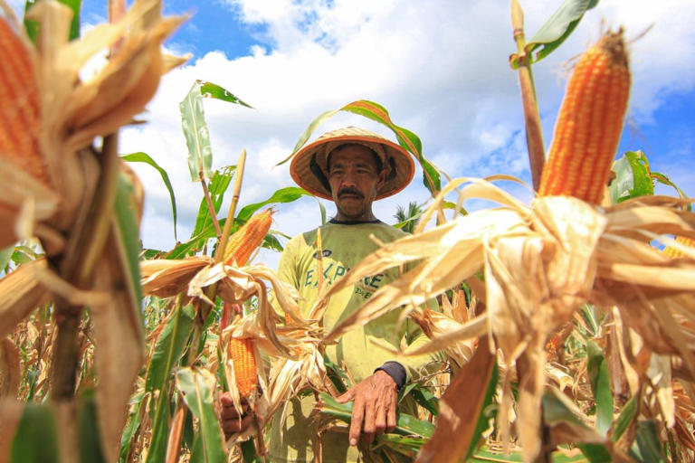 Indonesia Hendak Setop Impor Jagung, BPS Ungkap Potensi Produksi 4,81 ... Indonesia Hendak Setop Impor Jagung, BPS Ungkap Potensi Produksi 4,81 ...