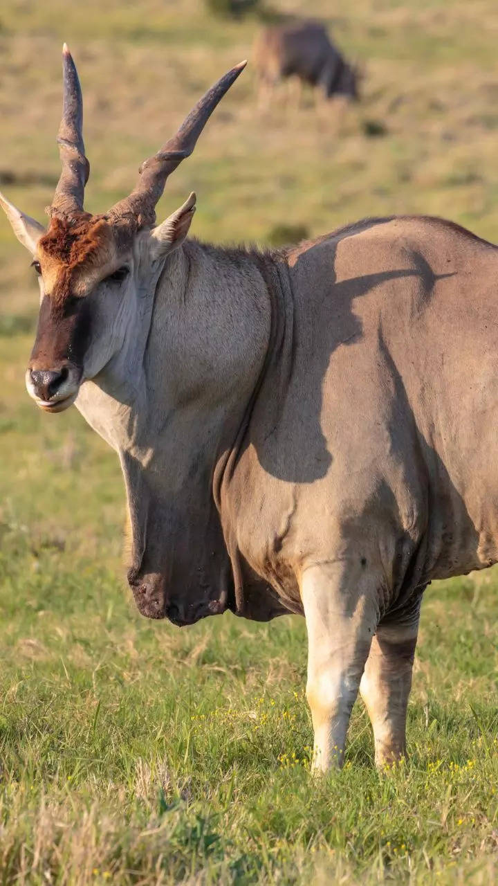 8 most heavy animals that walk on Earth today