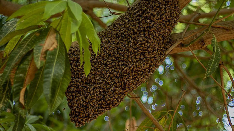 The importance of gentle bee relocation: How to move hives safely