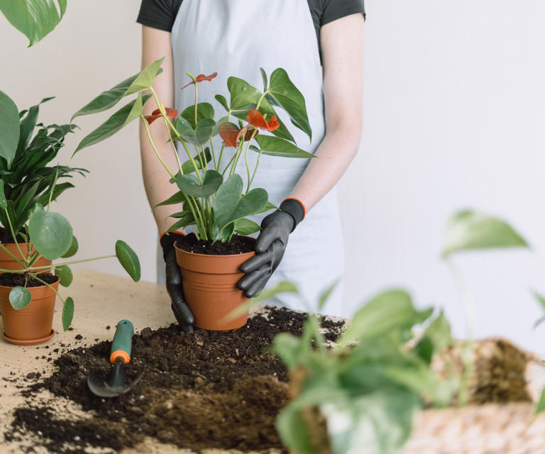 How to propagate an anthurium – plant experts reveal how to multiply these colorful houseplants ...