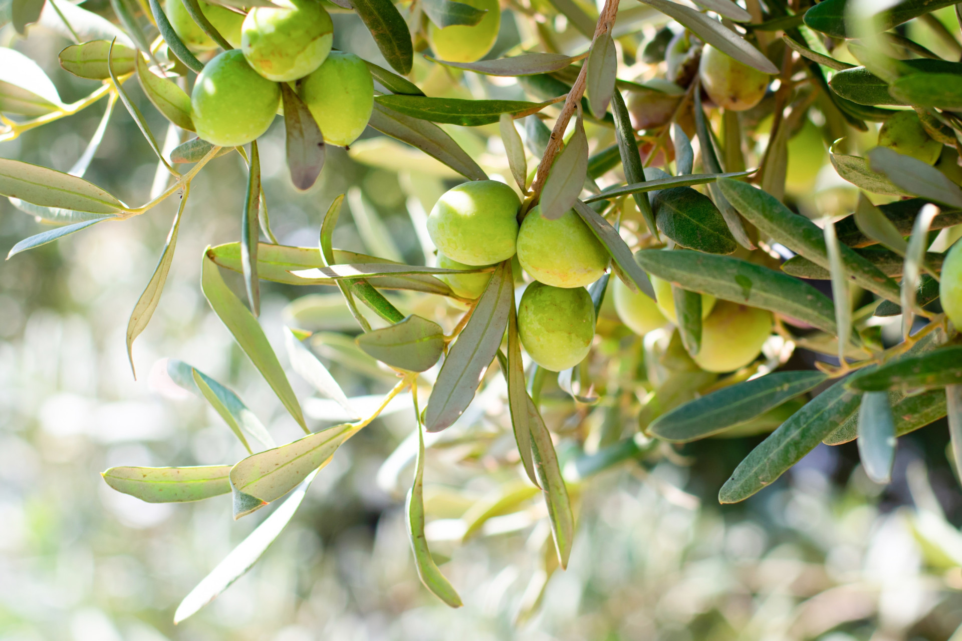 Research highlights impressive health benefits of olive leaves