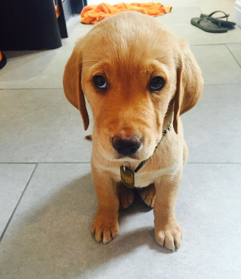 Volunteer guide dog trainer-turned dragon slayer raises money for her ...