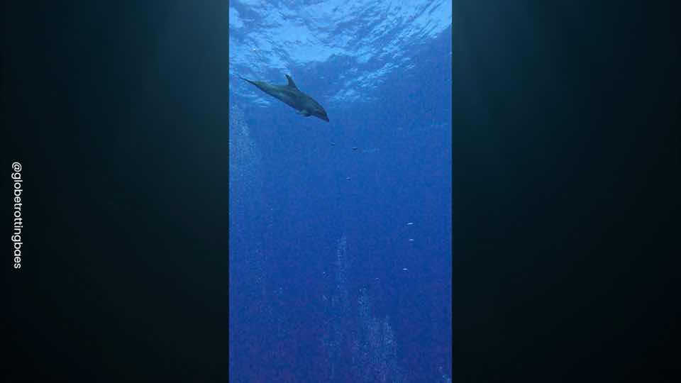 DOLPHIN HAS FUN POPPING BUBBLES