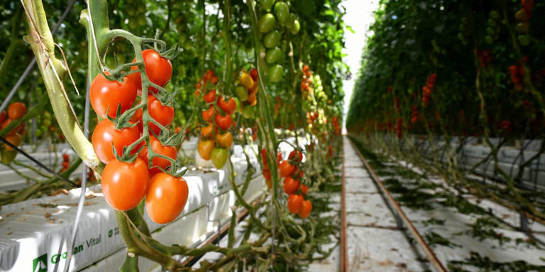 ‘Volatile’ cannabis business causes Scotts Miracle-Gro to shed ...