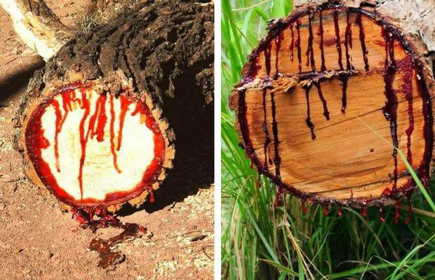 All you need to know about the strange tree that bleeds