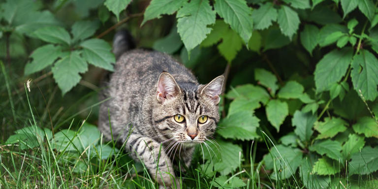How to stop cats fouling in your garden: 10 simple tips