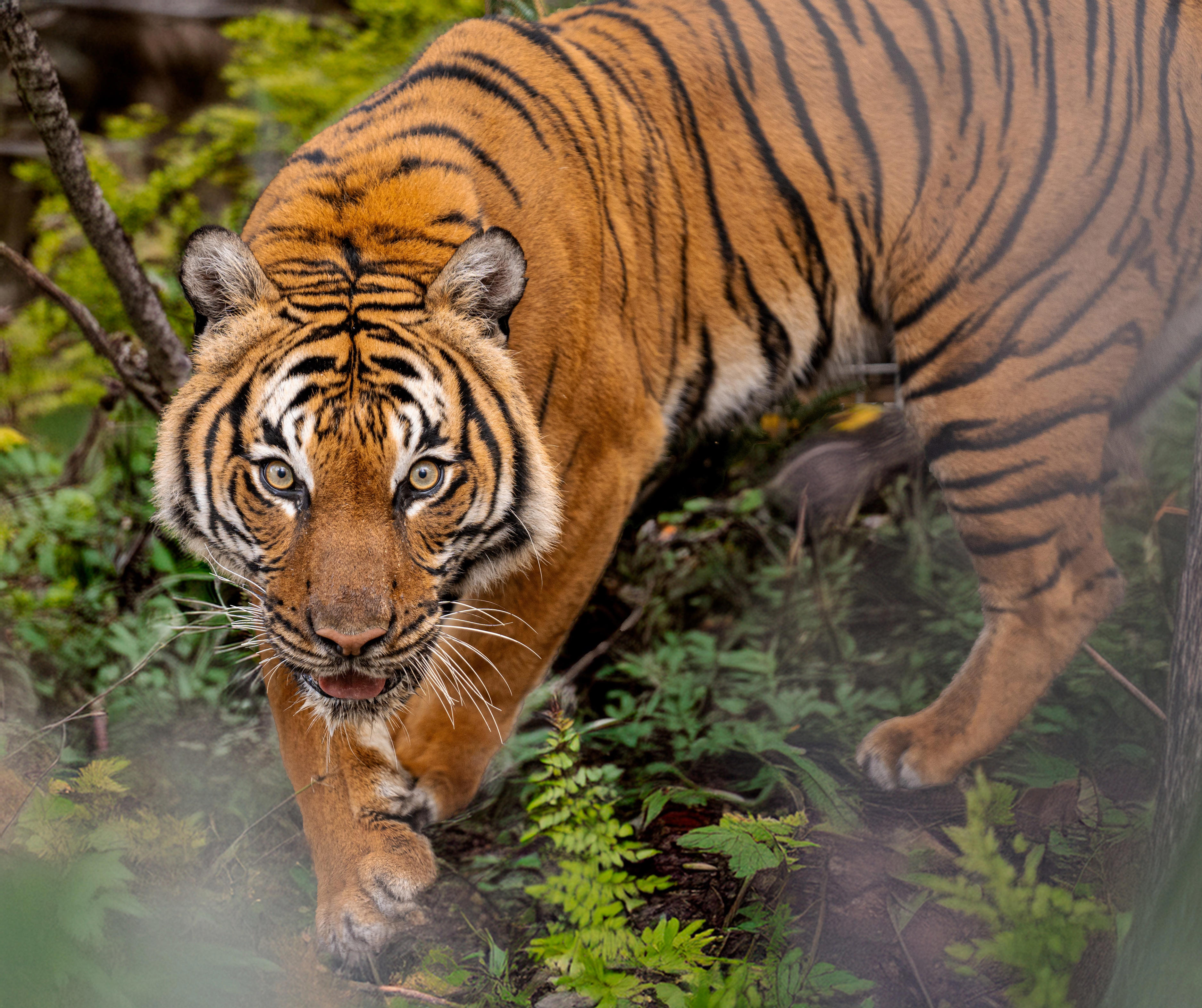 Get up close and personal with tigers at Palm Beach Zoo's newest ...