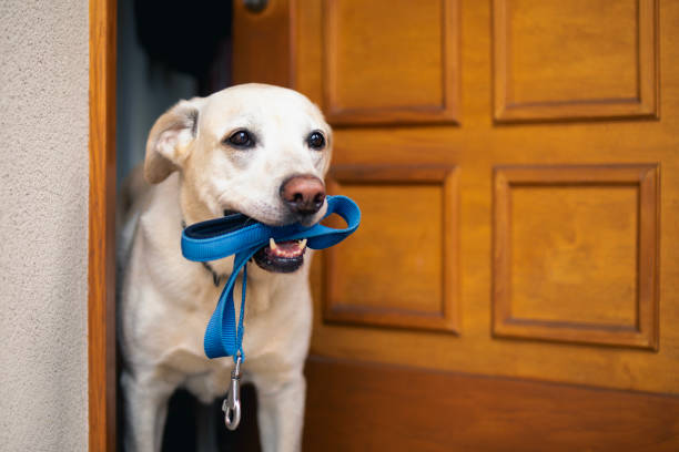 16 Unexpected Ways Your Pet Boosts Your Health (Backed by Science)