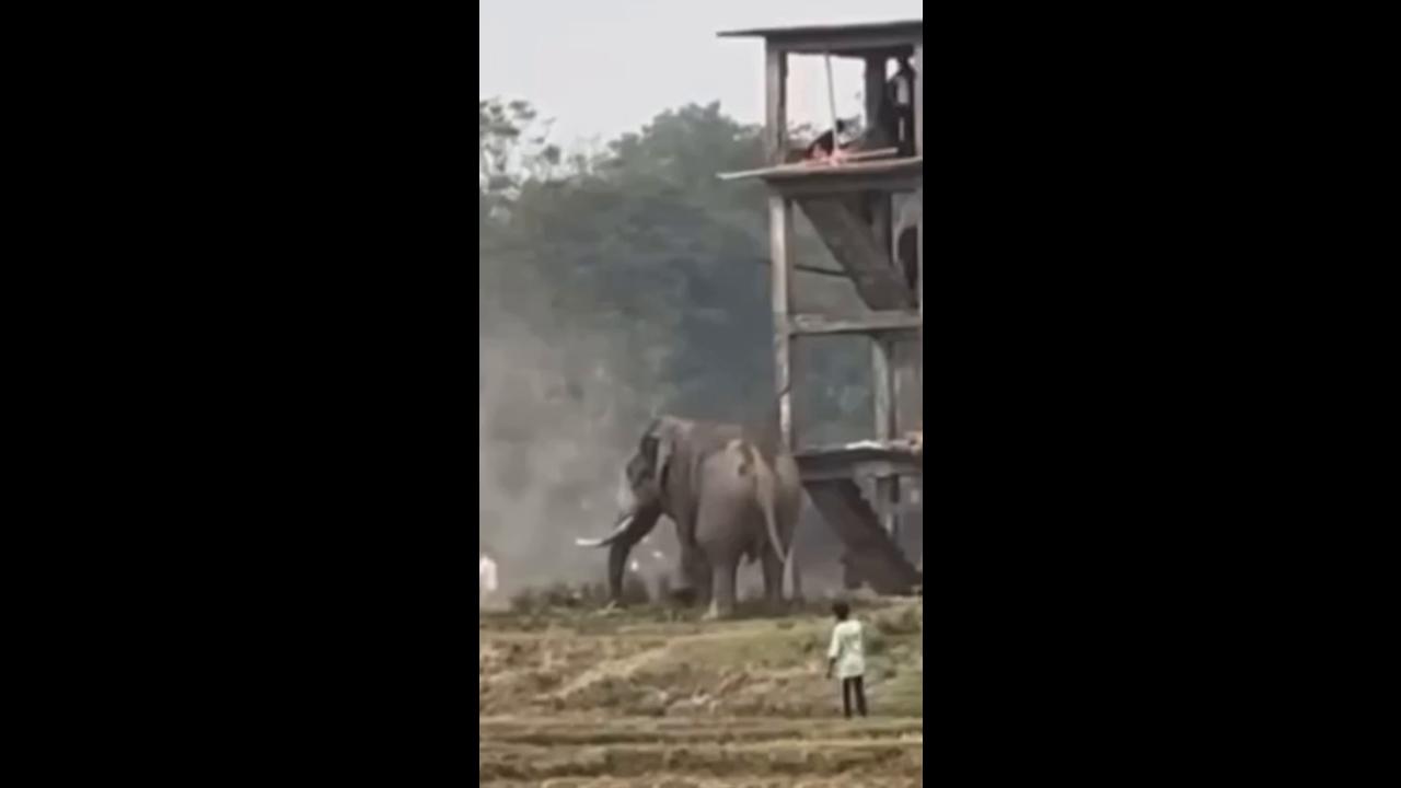 Wild elephant chases tractor and attacks watchtower in India