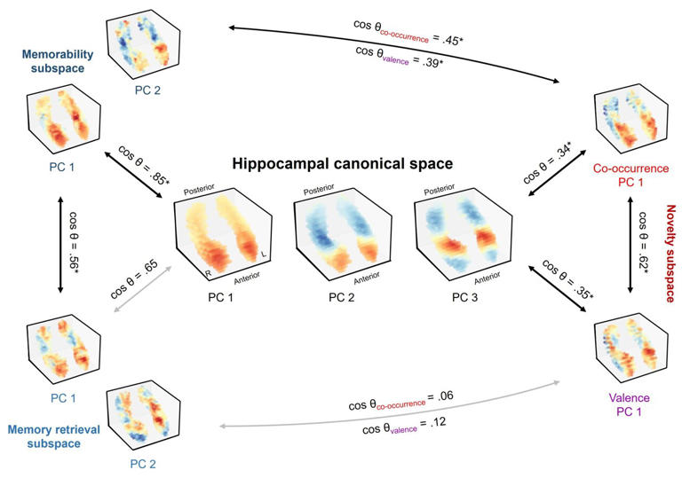 How the hippocampus coordinates memory encoding and retrieval