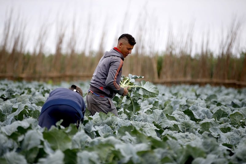 HCP report shows rise in unemployment, but census data tells a ...