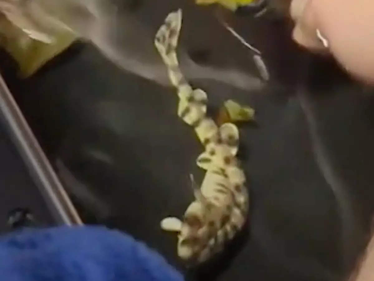 Louisiana aquarium miracle: Shark pup born without a male in the tank ...