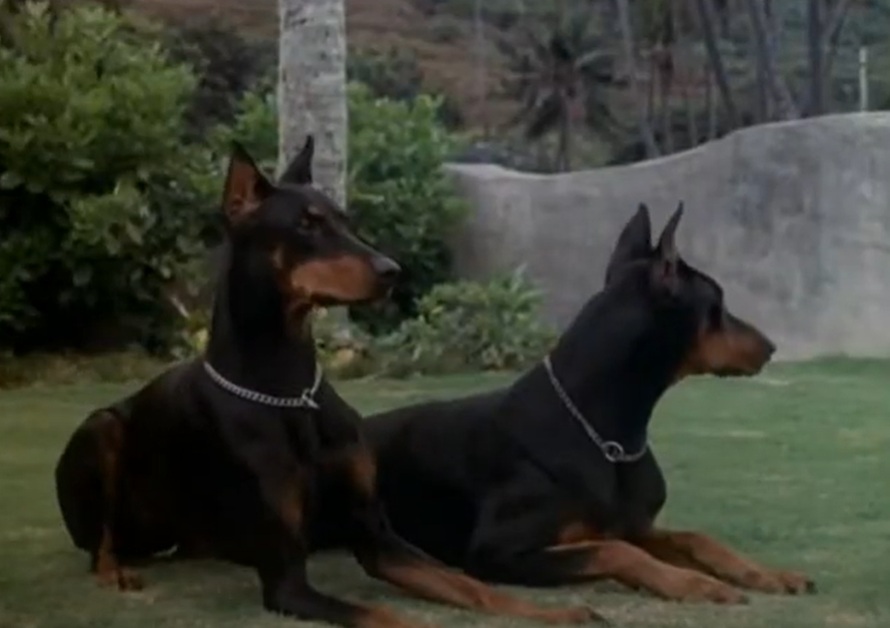 The Most Beloved TV Dogs Of All Time