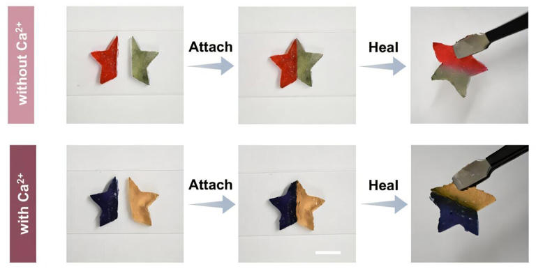 A novel biomaterial for regenerative medicine: Scientists develop ...