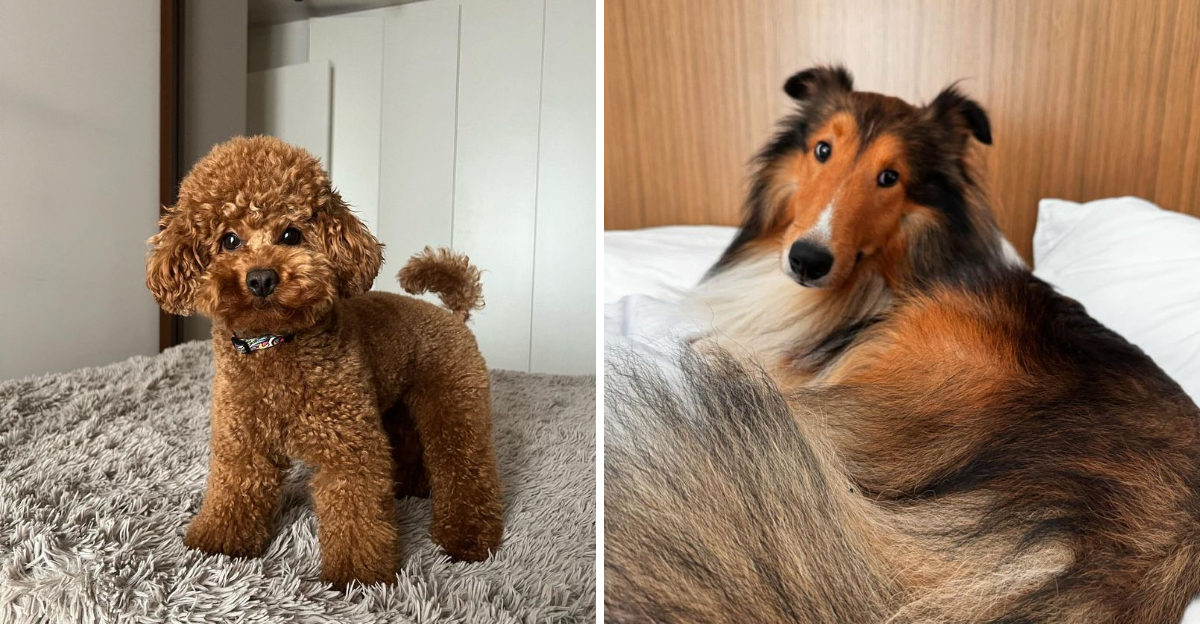 17 Breeds That Are The Best House Dogs